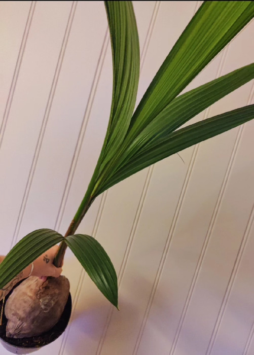 KOKOSPALME (COCOS NUCIFERA) :: olsengodtplanta